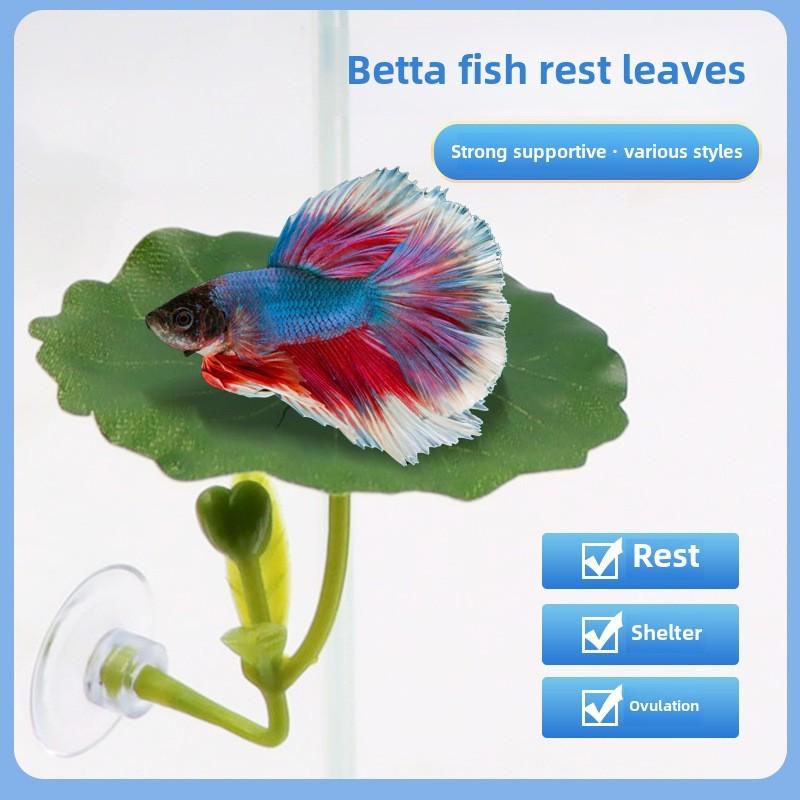 「Daun Teratai untuk Ikan Betta」 – Rehatkan Ikan dalam Tangki! - TikTok ...