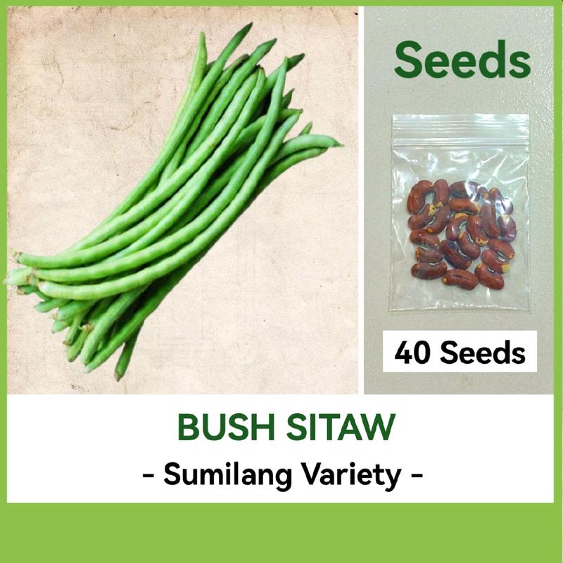 BUSH SITAW SEEDS - SUMILANG Variety - High Quality Vegetable - TikTok ...