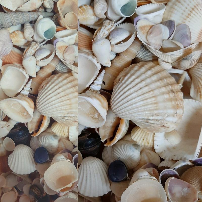 100g Mix Seashell Beach Original For Craft and Aquarium Decor Project ...