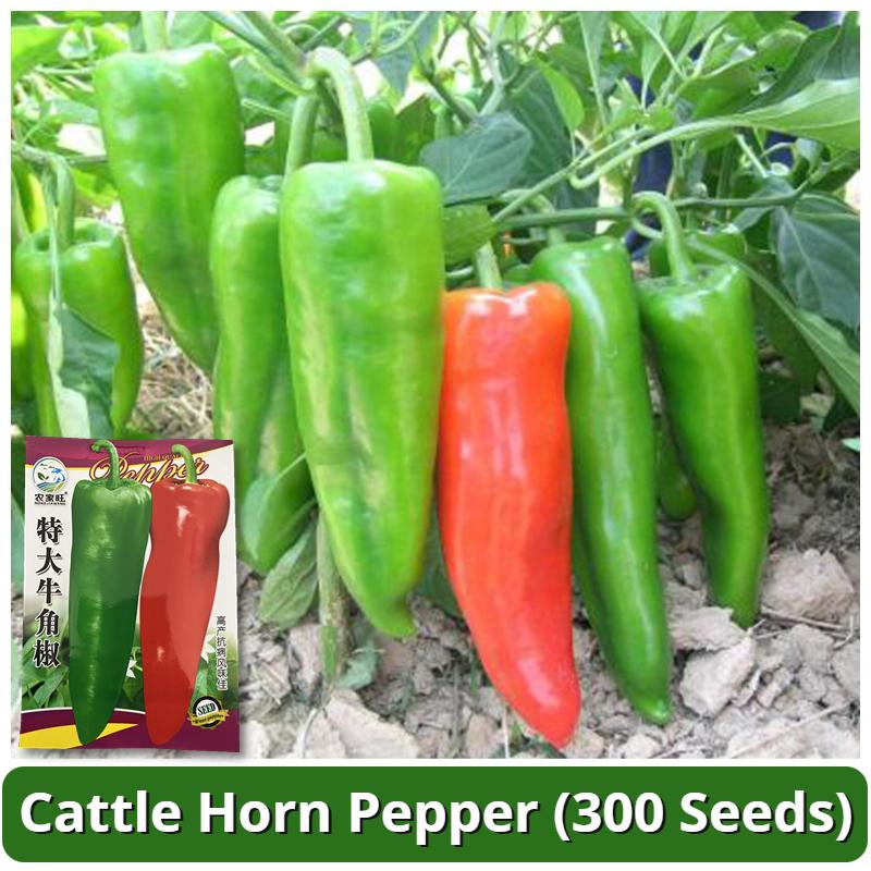 High Yield Giant Cattle Horn Pepper Seeds (300 Seed) Big Hor - TikTok ...