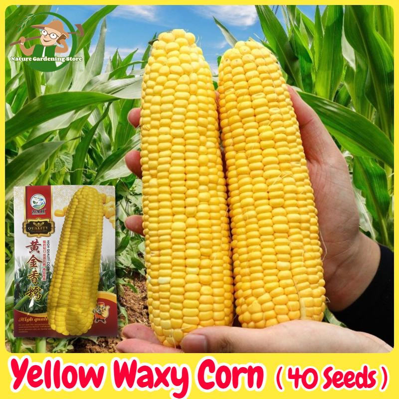 Sweet Glutinous Yellow Corn Seeds for Planting (40 Seeds) - F1 - TikTok ...