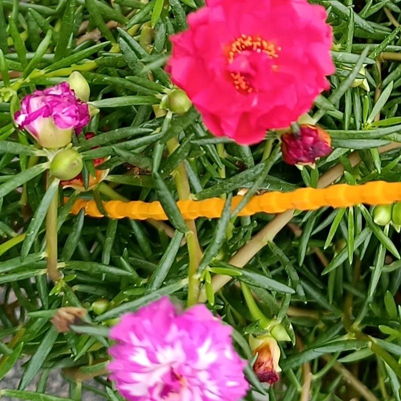 Bunga rose ( kembang pagi) Berwarna-warni Hiasan Hiasan Berwarna-warni ...