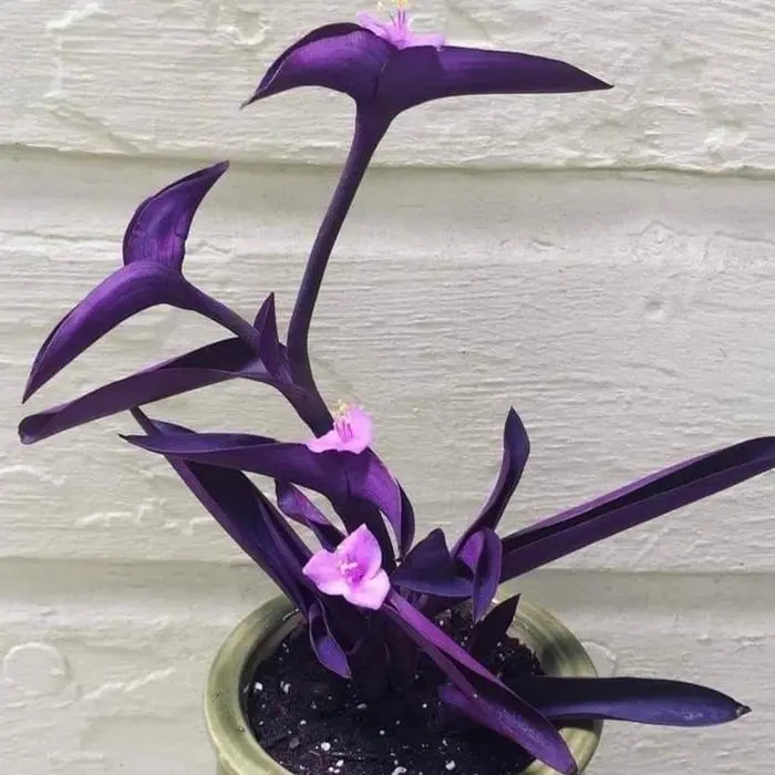 Tanaman Hias Tradescantia Pallida Sosor Gaok - Tanaman Hias Hidup ...