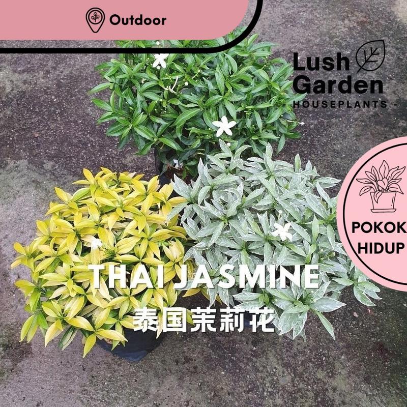 [Bushy] Thai Jasmine/Pokok Bunga Melur Thai | Outdoor Live Plant ...