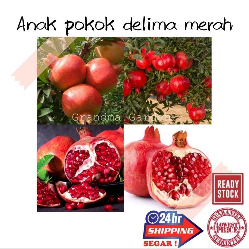 (GG real plant) anak Pokok delima merah ^ cpt berbuah hybrid - TikTok ...