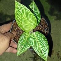 Jual Tanaman Hias Aglonema Golden Hope Baby/Anakan 1-2 daun - Kab ...
