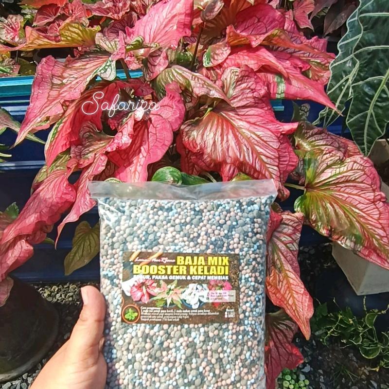 Baja Mix Booster Keladi (4IN1) - TikTok Shop Malaysia