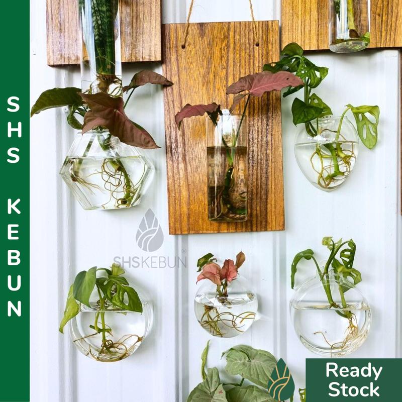 Wall Hanging Glass Vase Pasu Gantung Dinding Kaca Bentuk SHS - TikTok ...