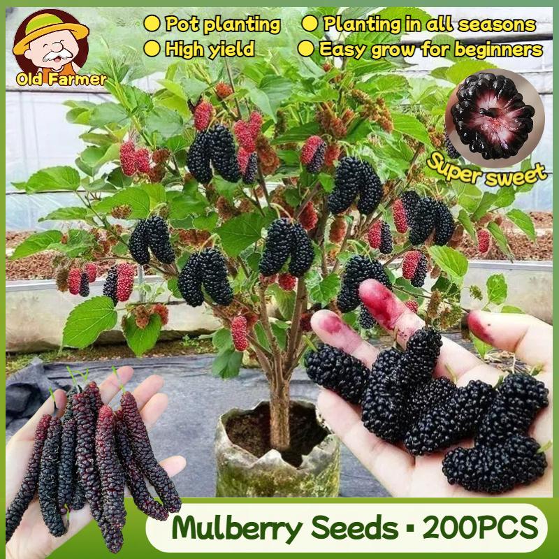 100% Original Fresh Mulberry Seeds for Planting Fruits (Fast - TikTok ...