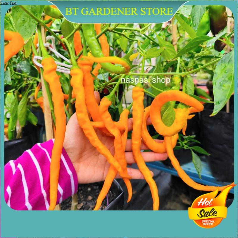 5 Pcs Benih Cili Kuning Panjang Long Yellow Chilli Seeds Ready - TikTok ...