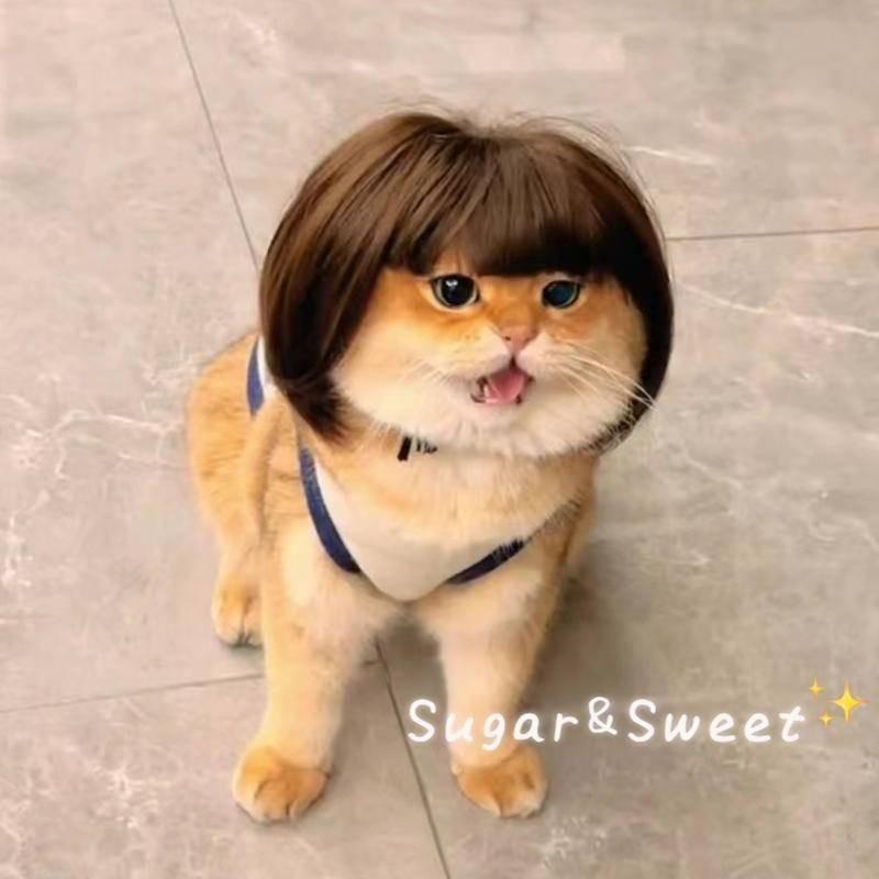 Cat Wig, Bob style with bangs, cat head scarf, hair accessories ...