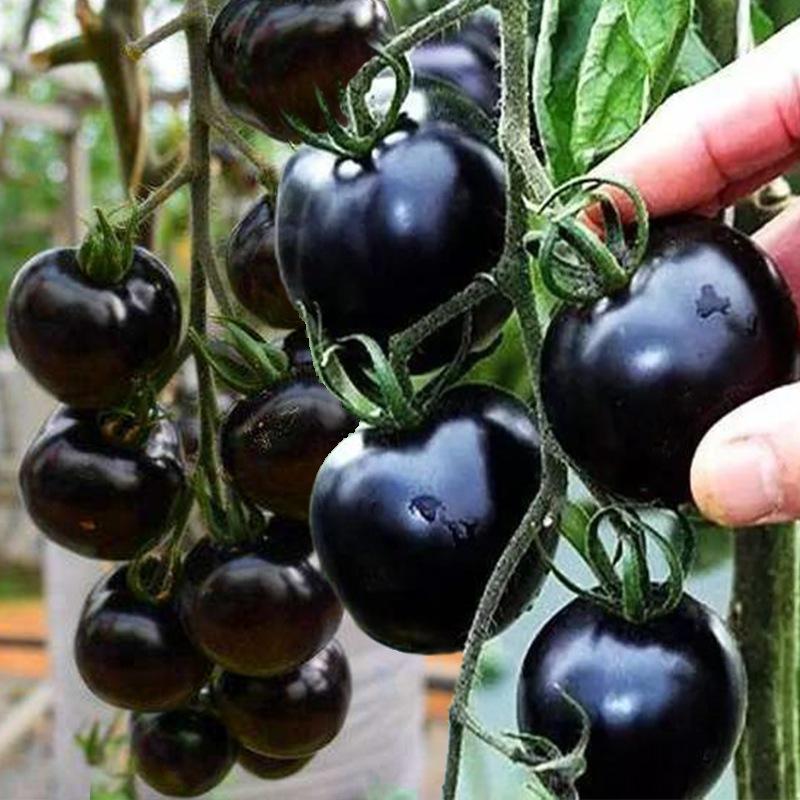 15 Benih Tomat Mutiara Hitam Biji F1 - Shop | Tokopedia
