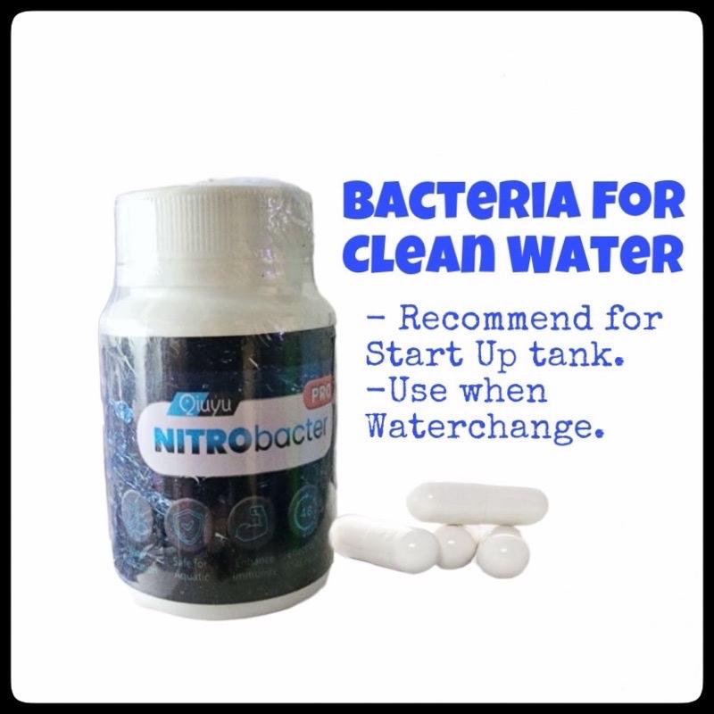 Qiuyu Nitrobacter Pro+ Capsule Concentrated Nitrobacteria / Nitrifying ...