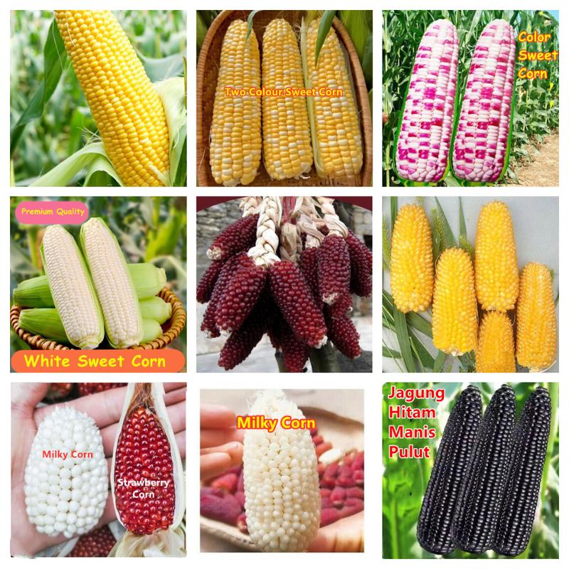Benih jagung manis/ Sweet Corn Seeds Premium Quality - TikTok Shop Malaysia