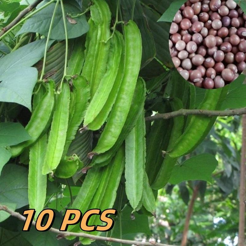Winged Bean/ Sigarilyas Seeds(10Seeds/Pack)/Vegetable Seeds - TikTok ...